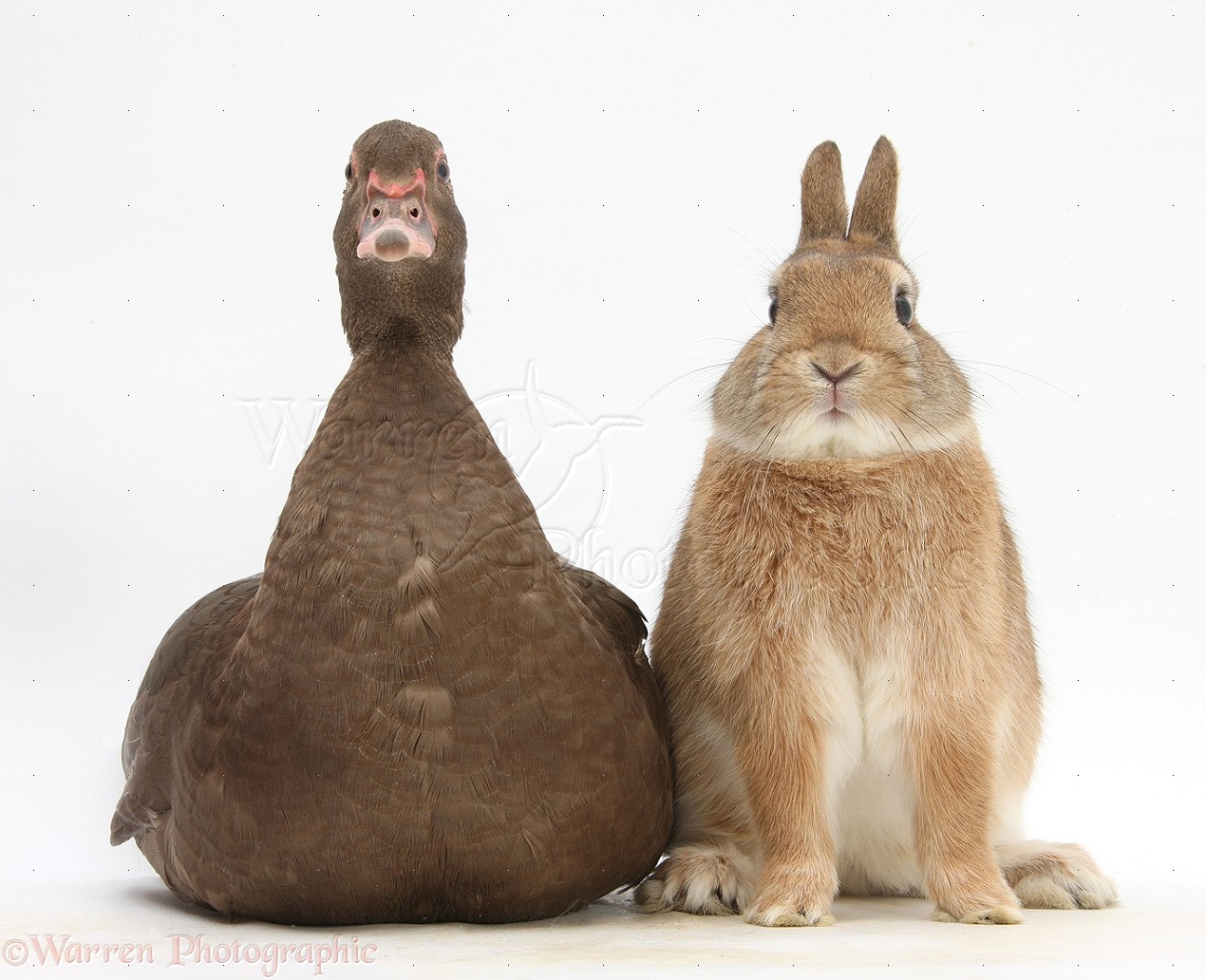 Chocolate Muscovy Duck and Netherland Dwarf-cross rabbit | ZICHTBAAR ALLEEN