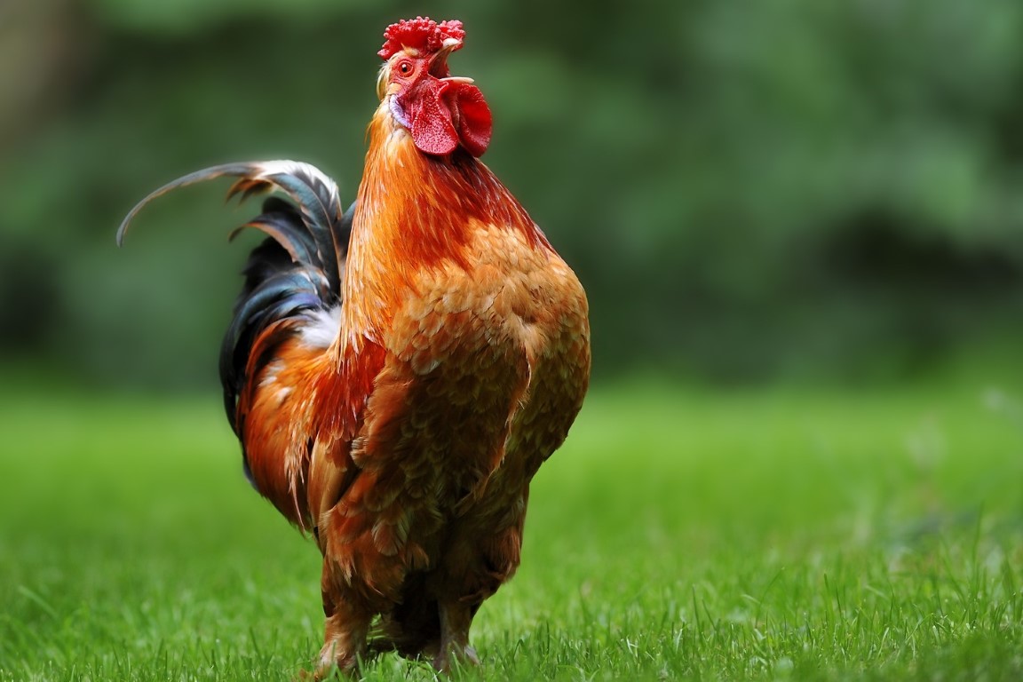 Behalve de haan | ZICHTBAAR ALLEEN